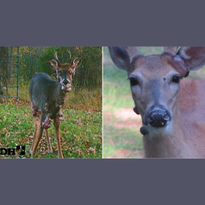 Mutant Deer With Horrifying Flesh Bubbles Spotted Across America ...
