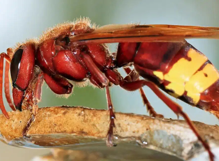 Officials Warn as Dangerous Oriental Hornet Returns After 50 Years ...
